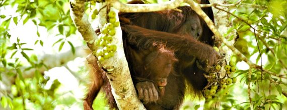 Sukau Rainforest Lodge – National Geographic Unique Lodge