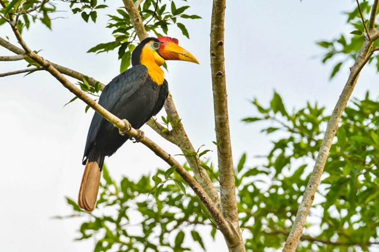 All Tours - Sukau Rainforest Lodge