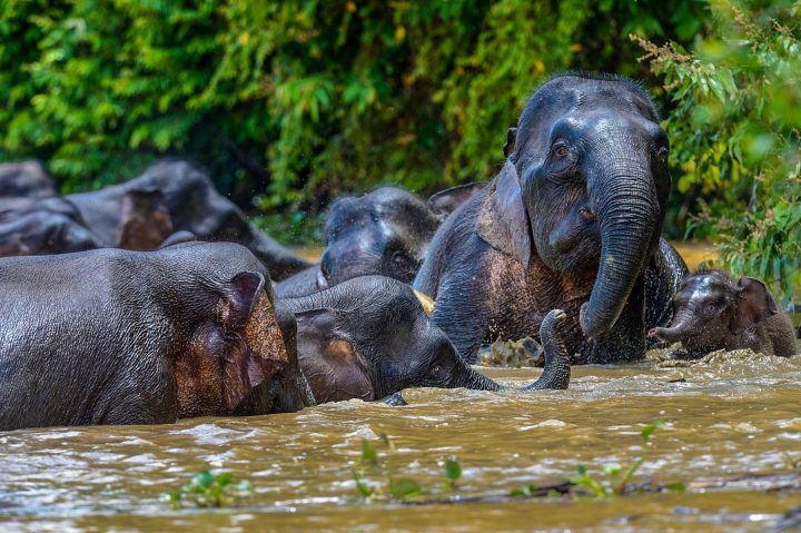 All Tours - Sukau Rainforest Lodge