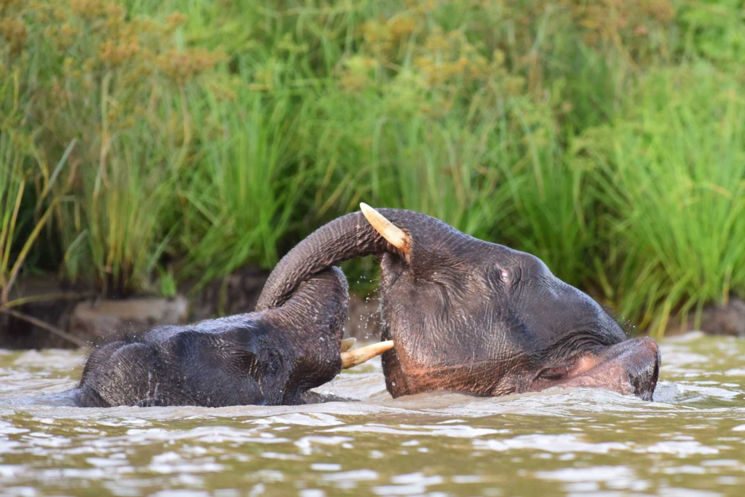 All Tours - Sukau Rainforest Lodge