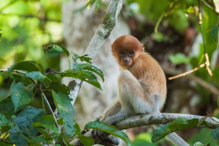 All Tours - Sukau Rainforest Lodge